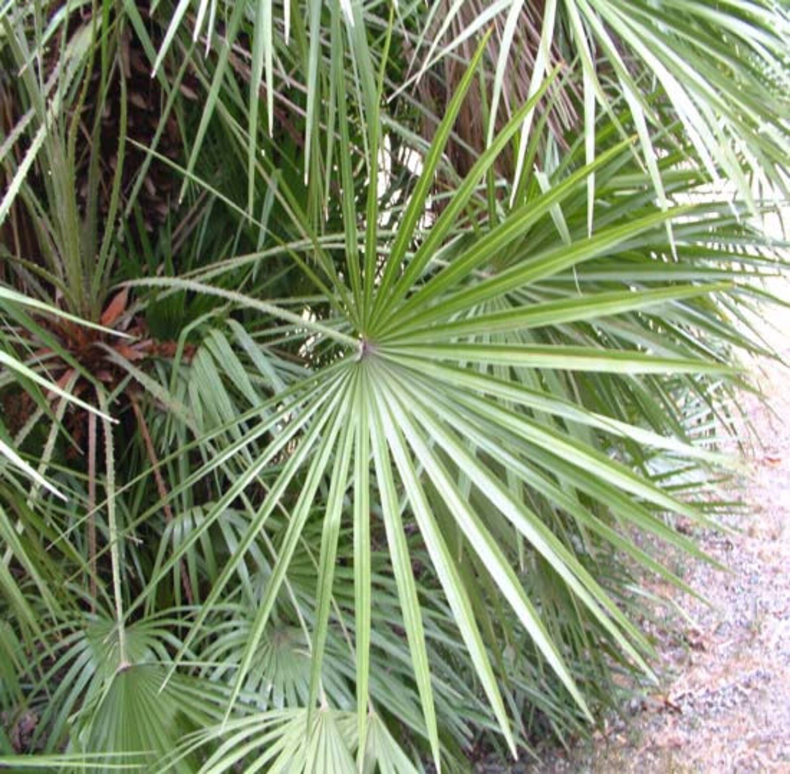 5 MEDITERRANEAN FAN PALM European Dwarf Tree Shrub Chamaerops - Etsy