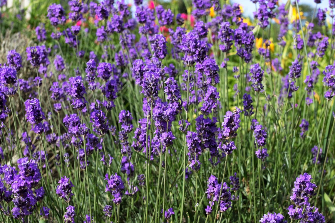 200 MUNSTEAD LAVENDER Blue English Lavandula Angustifolia Munstead ...