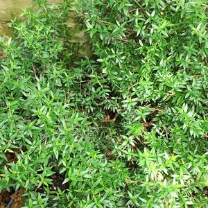 20 TRUE MYRTLE Myrtus Communis Aka Common & Sweet Myrtle Fragrant White ...
