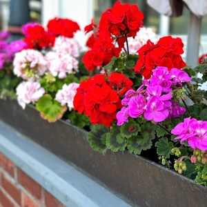 10 MIXED COLORS GERANIUM Pelargonium Zonale Pink, Purple, White, Red ...
