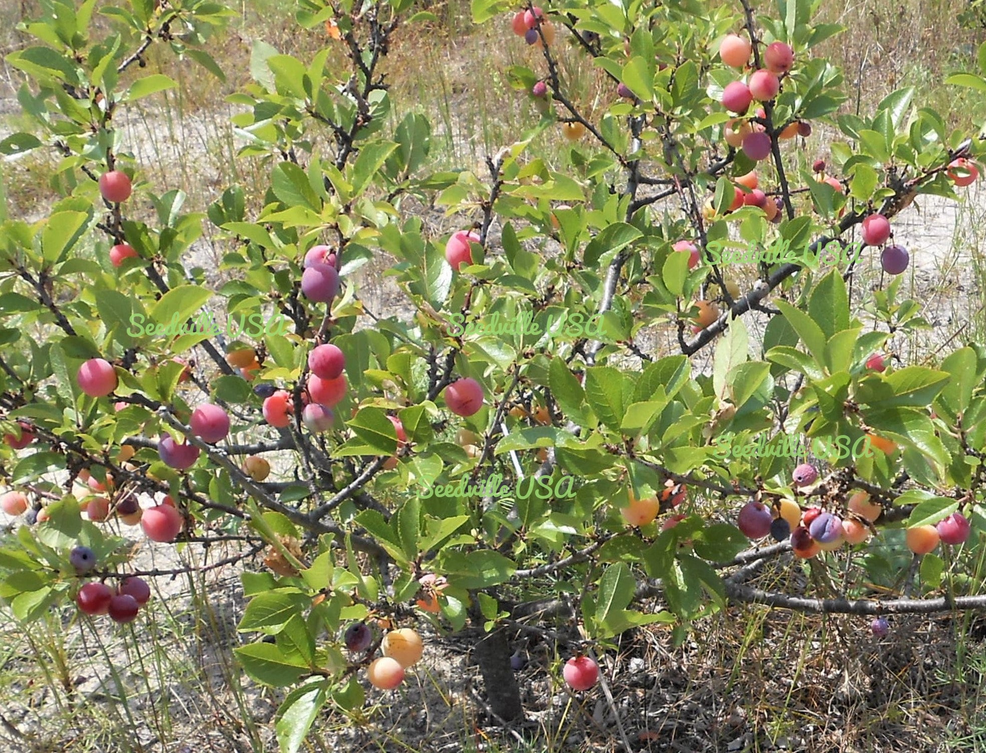 5 BEACH PLUM Prunus Maritima Native Edible Fruit Shrub Bush | Etsy
