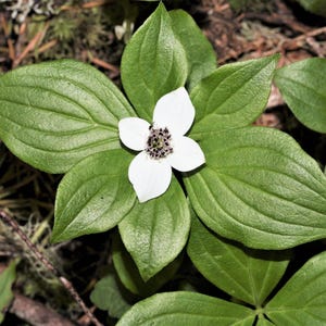15 WESTERN BUNCHBERRY Alaskan Dogwood Canadian Cornus Unalaschkensis ...