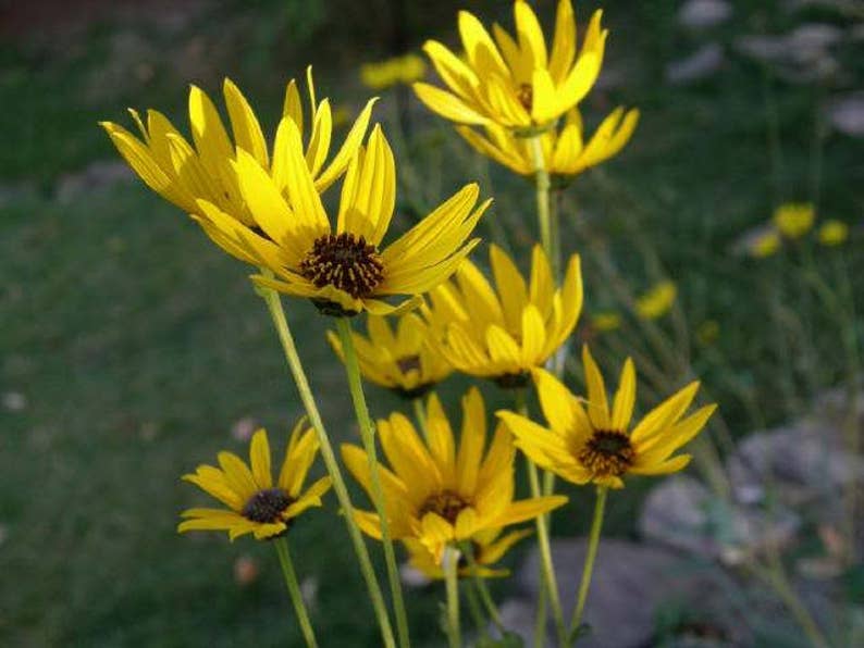 10 Yellow COMPASS PLANT Silphium Laciniatum Prairie | Etsy
