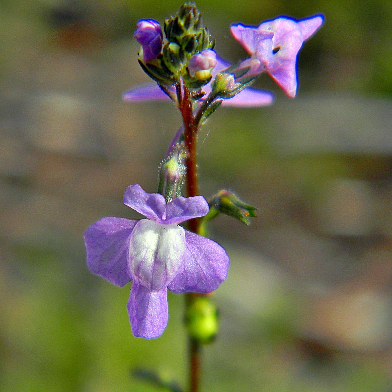 100 BLUE TOADFLAX Linaria Canadensis Antirrhinum Canadian | Etsy