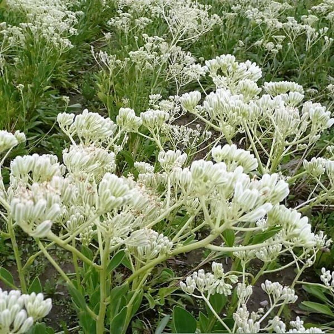 50 GREAT INDIAN PLANTAIN Cacalia Muhlenbergii White Flower Seeds ...