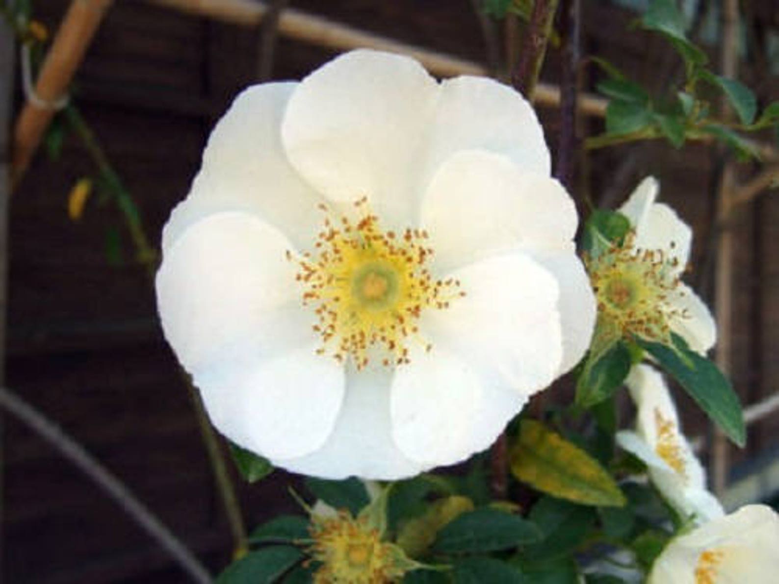 10 WHITE JAPANESE ROSE Rosa Rugosa Alba Bush Rugosa Rose - Etsy