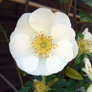 10 WHITE JAPANESE ROSE Rosa Rugosa Alba Bush Rugosa Rose Flower Seeds ...