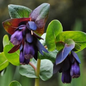10 BLUE SHRIMP PLANT / Honeywort Cerinthe Major Flower Seeds - Etsy