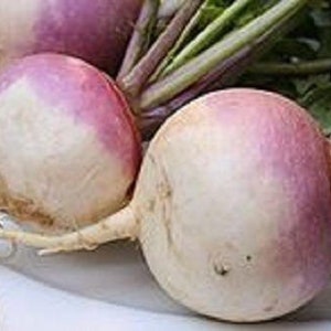 3000 PURPLE Top WHITE Globe TURNIP Brassica Rapa Vegetable Seeds - Etsy