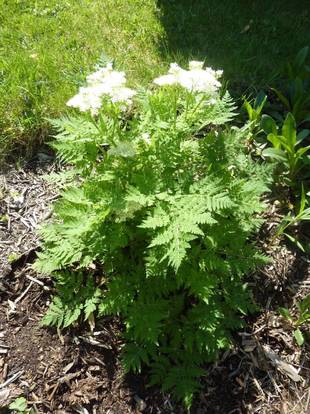 500 WHITE ANISE Pimpinella Anisum HERB Flower Seeds - Etsy