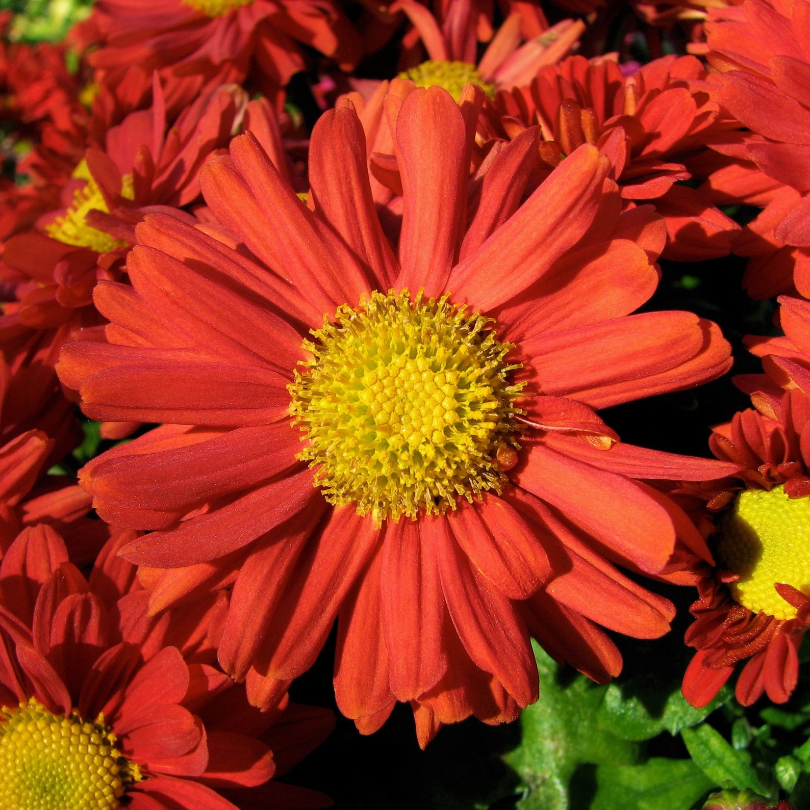 100 RED ROBINSONS DAISY Painted Chrysanthemum Coccineum - Etsy