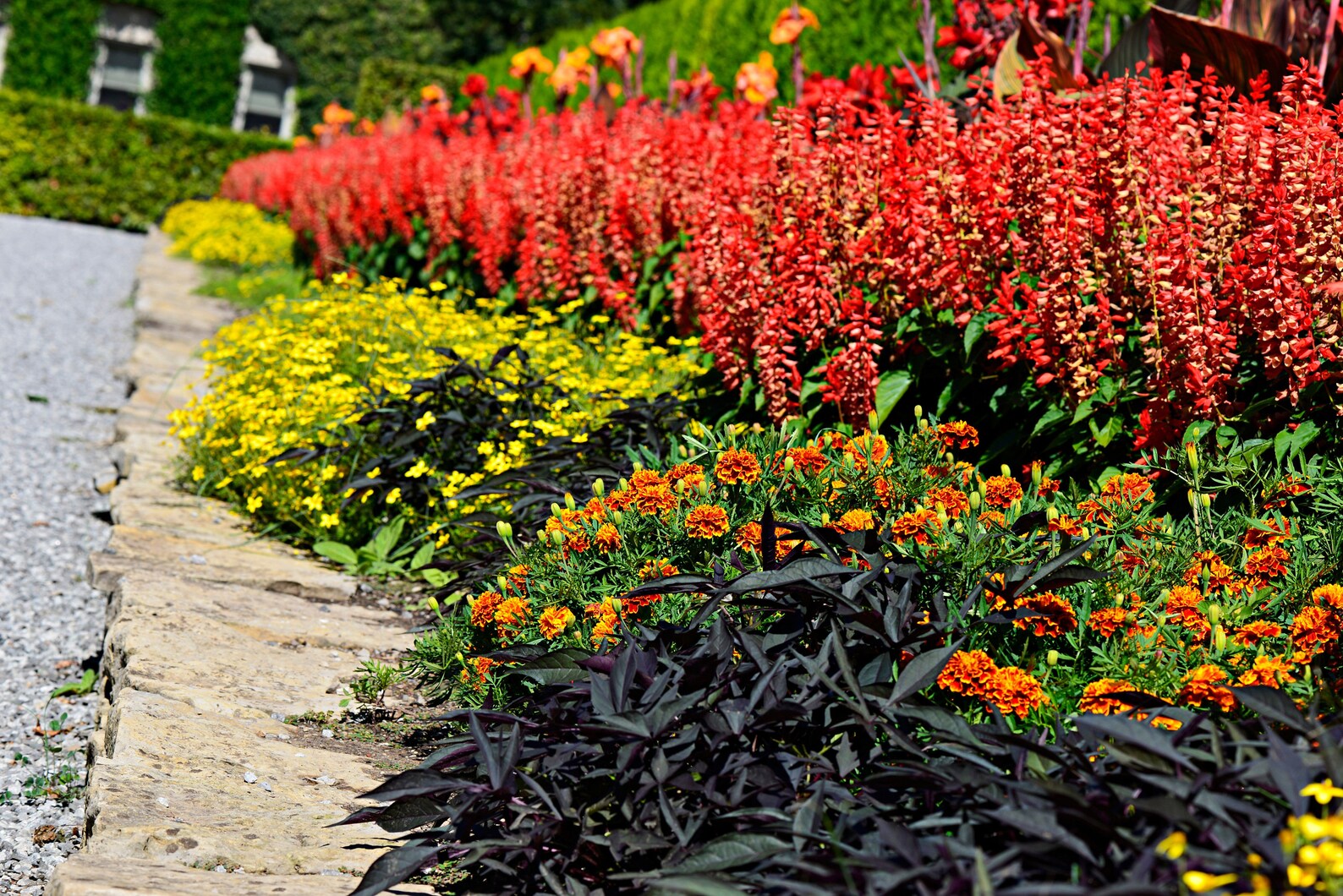 50 RED SALVIA Splendens St. John's Fire Scarlet Sage Flower Seeds - Etsy