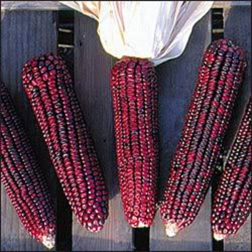 35 BLOODY BUTCHER Red CORN Edible & Ornamental Heirloom Zea - Etsy