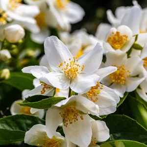 40 WESTERN MOCK ORANGE Philadelphus Lewisii Native White Yellow Flower ...