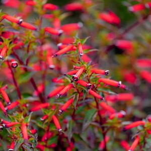 10 Red CIGAR PLANT Mexican Firecracker Cuphea Ignea - Etsy