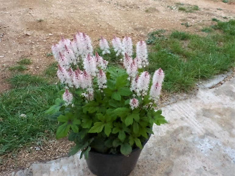 20 SUGAR SCOOP FOAMFLOWER White Tiarella Trifoliata Laceflower - Etsy UK