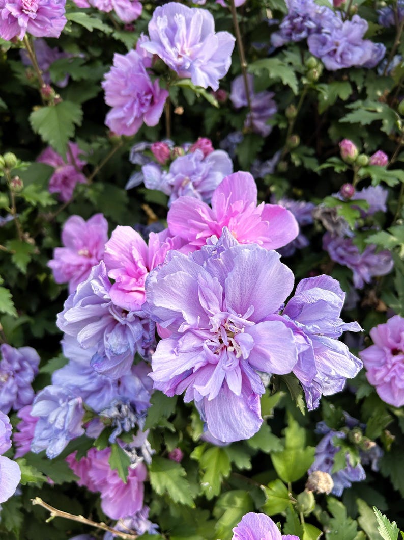 10 Purple Double ROSE of SHARON Hibiscus Syriacus Flower Tree Shrub ...