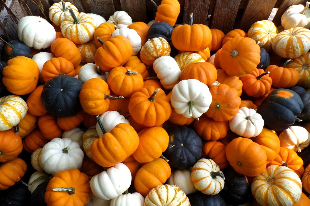 20 MINI MIX PUMPKIN Miniature Cucurbita Pepo White Green Orange Striped ...