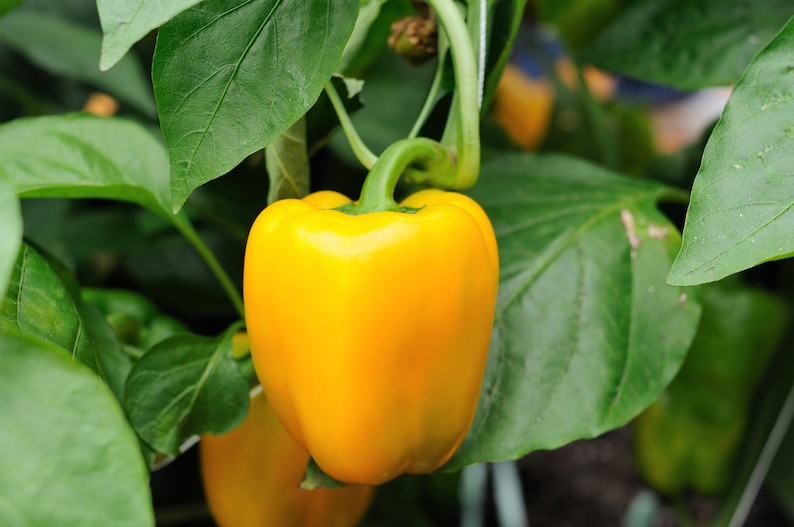 100 Golden YELLOW BELL PEPPER California Wonder Capsicum - Etsy