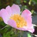 25 PINK SWAMP ROSE Rosa Palustris Flower Shrub Bush Average Wet Soil ...