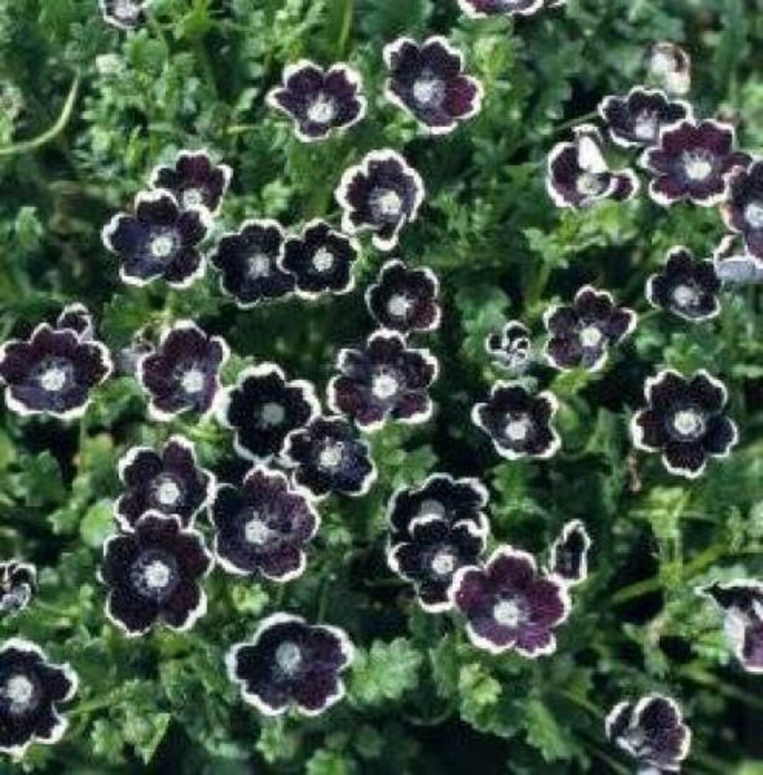 50 PENNIE BLACK NEMOPHILA Discoidalis Penny White Flower Seeds comb S/H ...