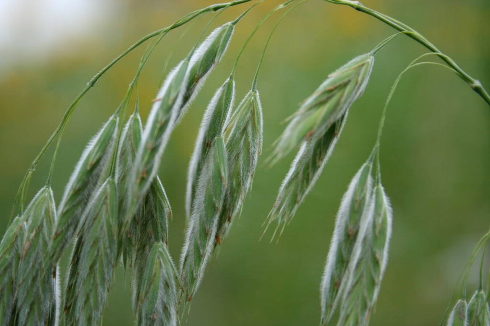 100 PRAIRIE BROME Arctic Brome Ornamental Grass Bromus Kalmii Seeds - Etsy