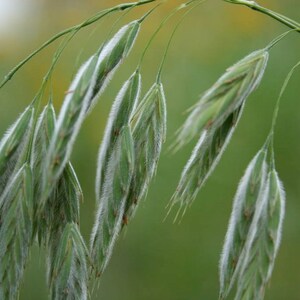 100 PRAIRIE BROME Arctic Brome Ornamental Grass Bromus Kalmii Seeds - Etsy