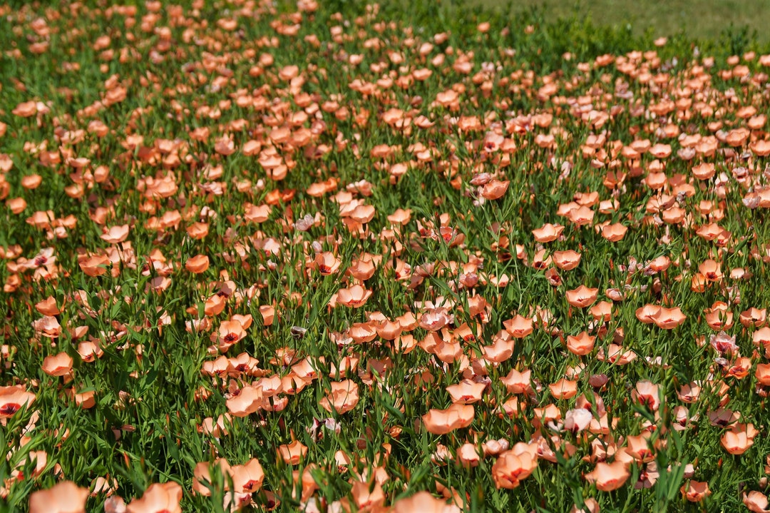 50 SALMON FLAX Linum Grandiflorum 1" Blooms in Salmon Pink With Red ...