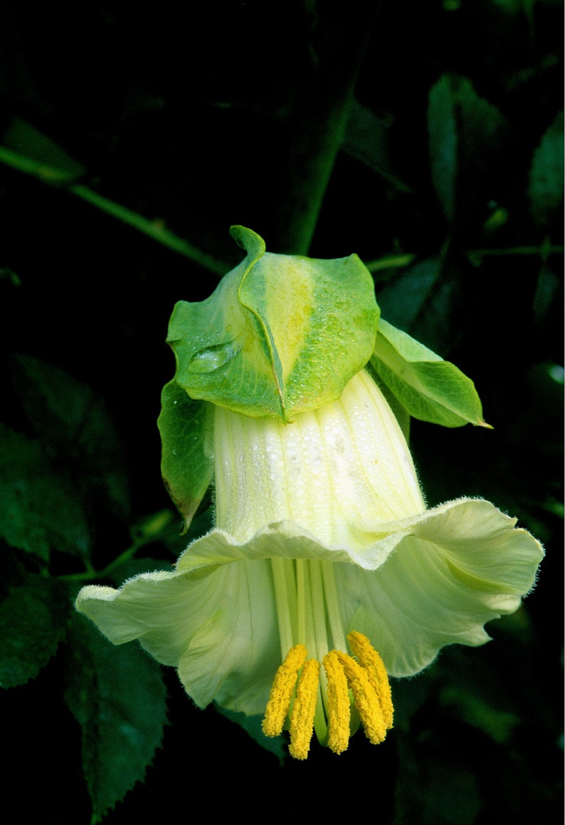 5 WHITE CATHEDRAL BELLS Vine Cup & Saucer Cobaea Scandens Alba - Etsy