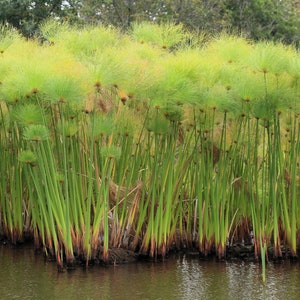 20 Cyperus PAPYRUS Paper Reed Water Plant Egyptian Nile Grass Yellow ...