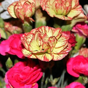 100 Mixed CARNATION / DOUBLE DIANTHUS Chinensis Flower Seeds comb S/H ...