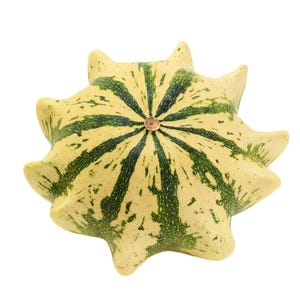 25 TEN COMMANDMENTS GOURD Mix Crown of Thorns Mixed Colors Cucurbita ...