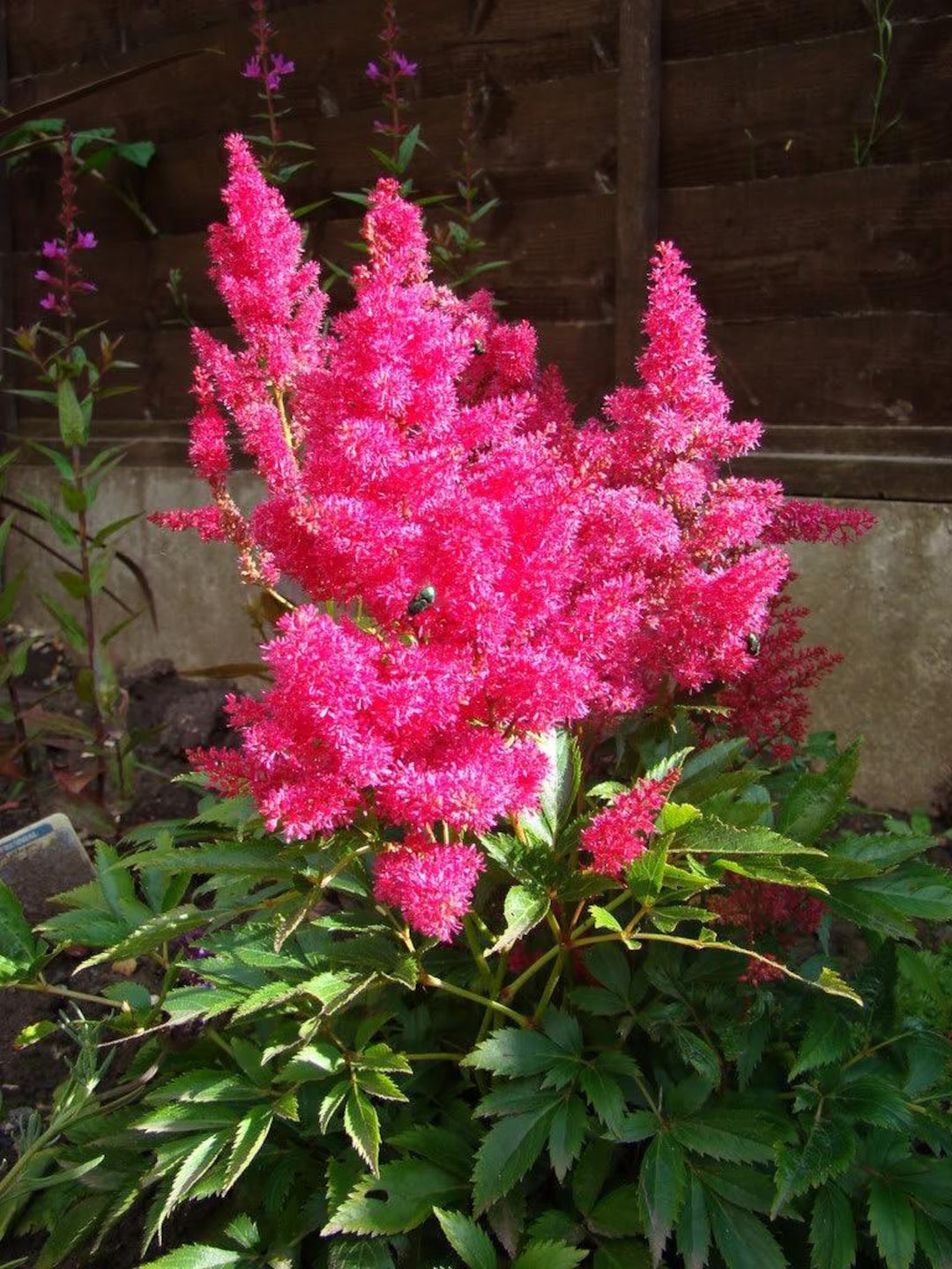 100 PINK MIX ASTILBE (false Spirea / False Goats Beard) Astilbe ...