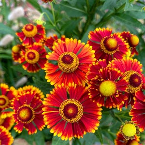 100 HELENIUM ' AUTUMN LEAVES ' Mix Helenium Autumnale Sneezeweed Mixed ...