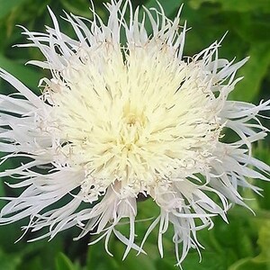 500 MIXED SWEET SULTAN Imperialis Mix Amberboa Moschata Centaurea ...