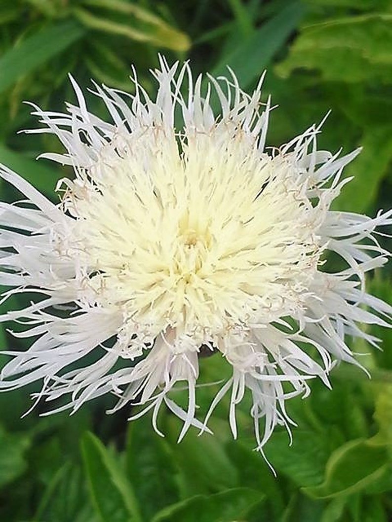 500 MIXED SWEET SULTAN Imperialis Mix Amberboa Moschata - Etsy