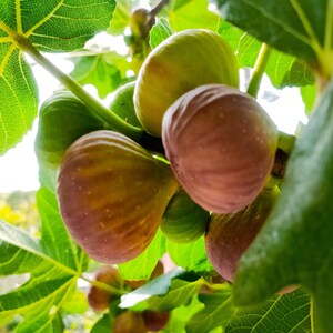 30 COMMON Edible FIG TREE Ficus Carica Purple Brown Skin Pink Flesh ...