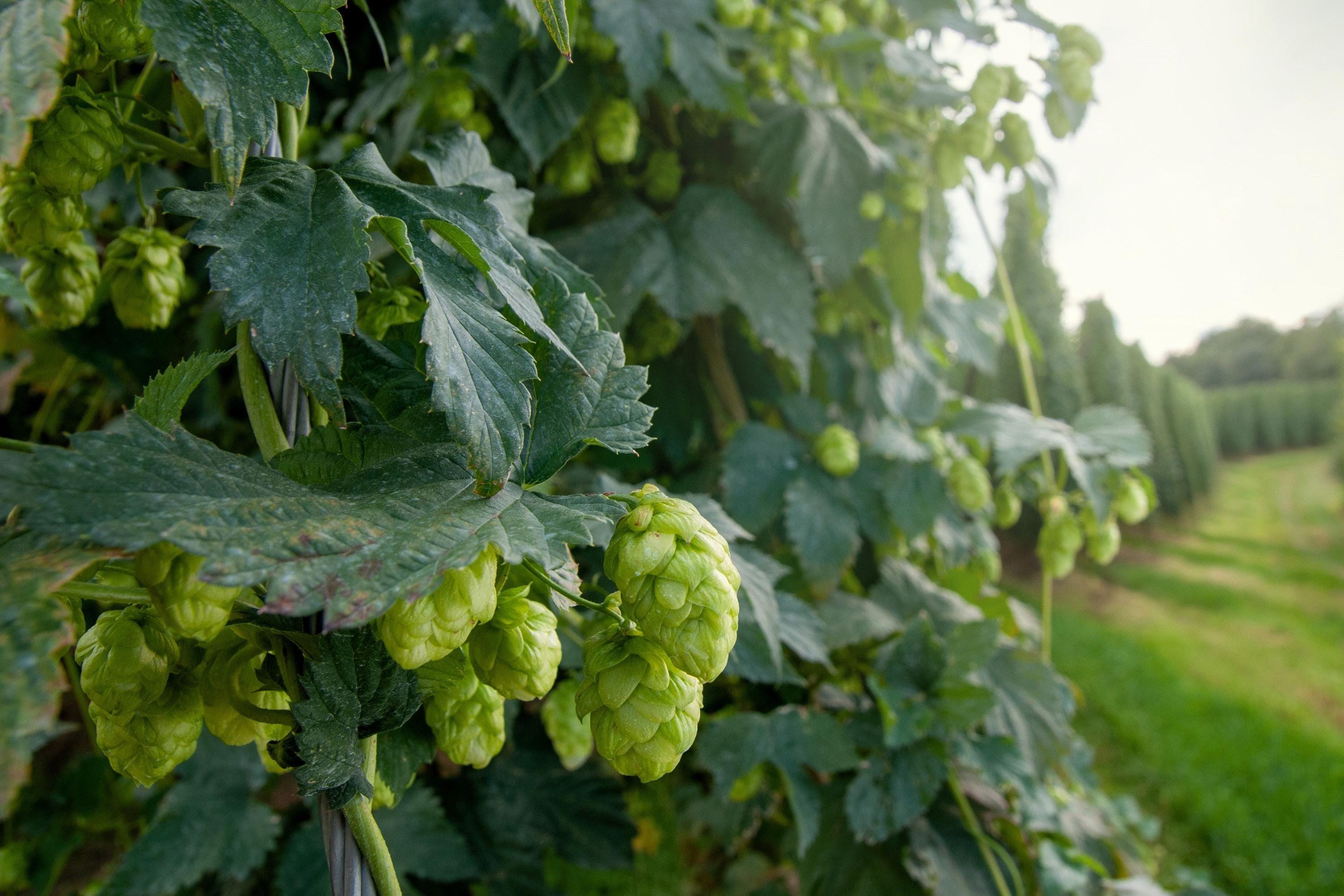 25 COMMON HOPS European Humulus Lupulus Vine Seeds Beer Making ...