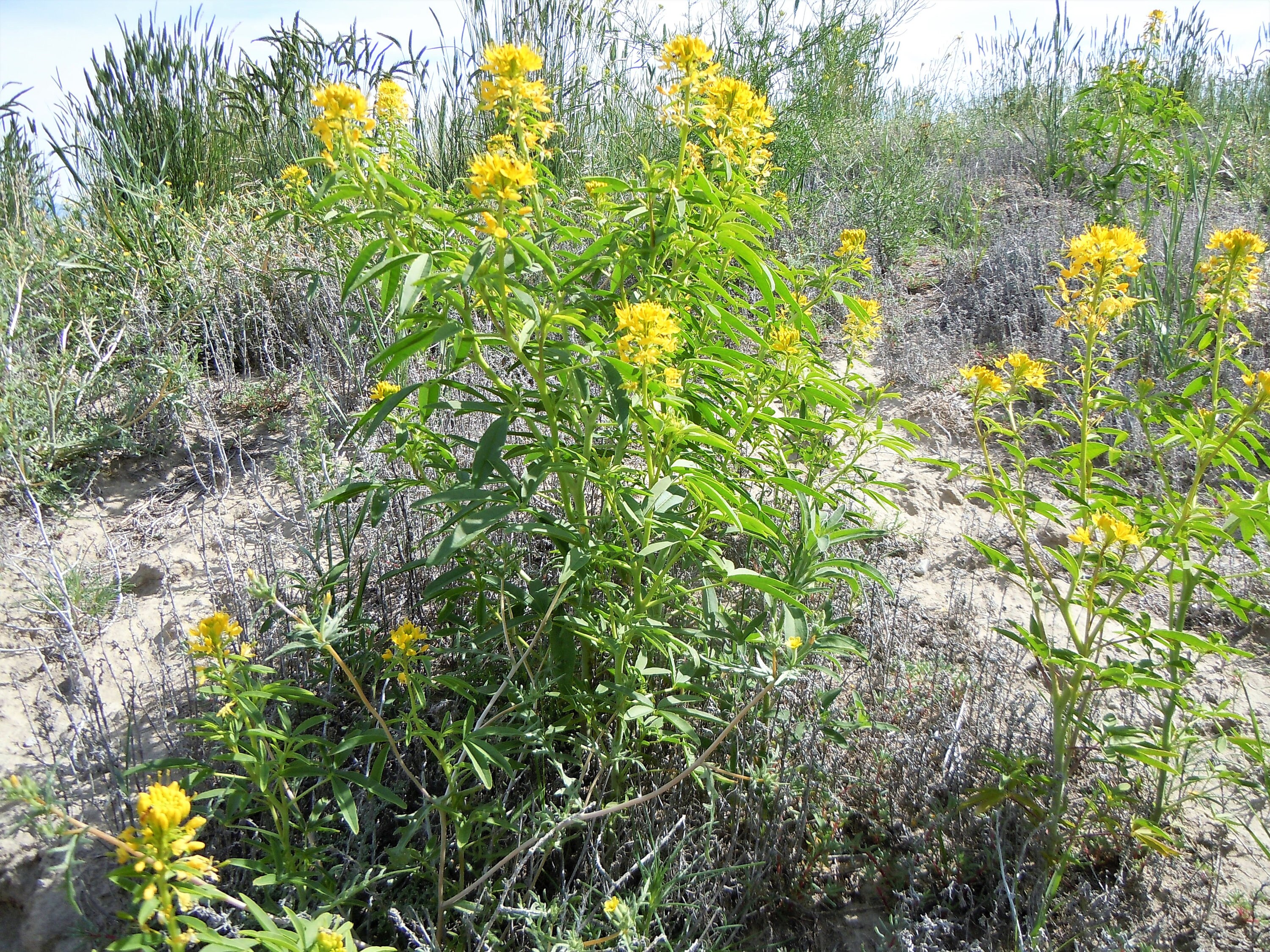 30 YELLOW BEEPLANT Cleome Lutea Golden Bee Plant Spiderflower Native ...