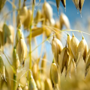250 Certified ARMOR OAT Oats Avena Sativa Cereal Grain Cover Crop Seeds ...