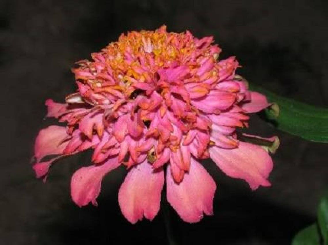 50 FINEST MIXED Colors SCABIOSA mourning Bride / Pin Cushion | Etsy