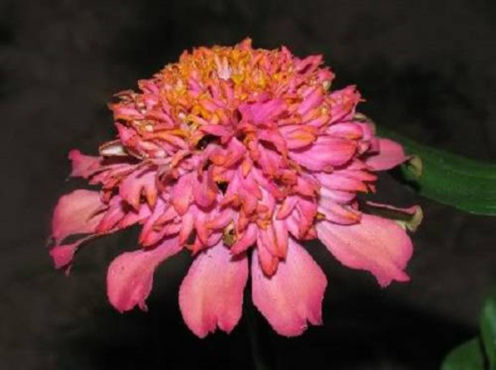 50 FINEST MIXED Colors SCABIOSA mourning Bride / Pin Cushion | Etsy