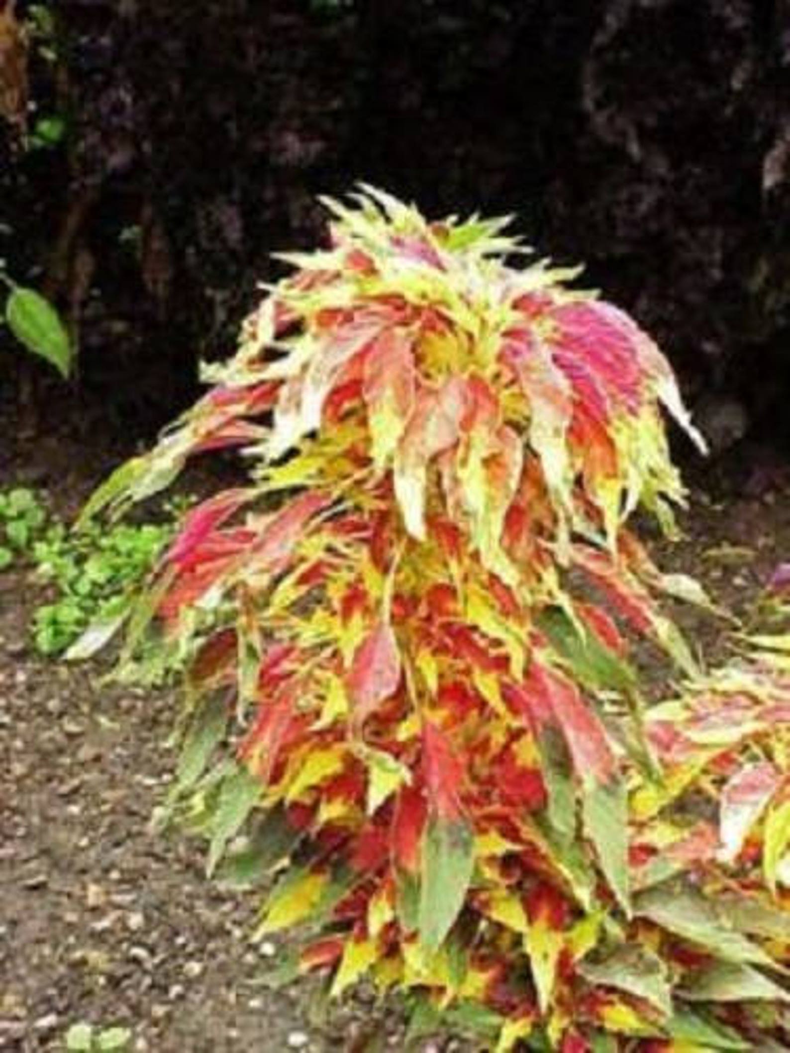 150 TRICOLOR AMARANTHUS PERFECTA Summer Poinsettia Amaranth - Etsy