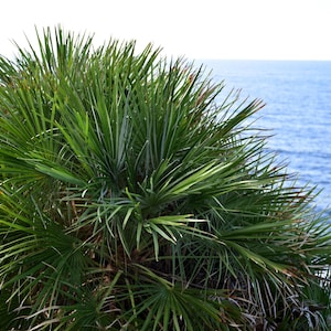 5 GREEN SAW PALMETTO Serenoa Repens American Dwarf Palm Tree Shrub ...