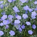 100 BLUE FLAX prairie Flax / Lewis Blue Flax Linum Perenne Lewisii ...