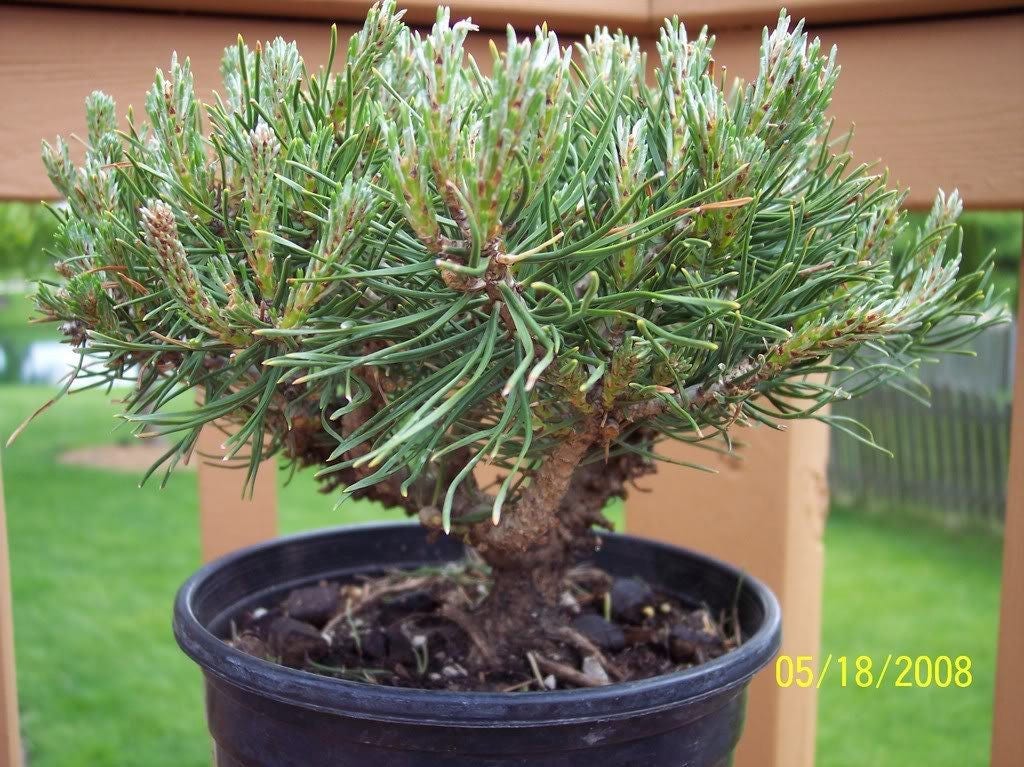 25 MUGO PINE Dwarf Evergreen Pinus Pumilio Shrub Seeds Comb | Etsy