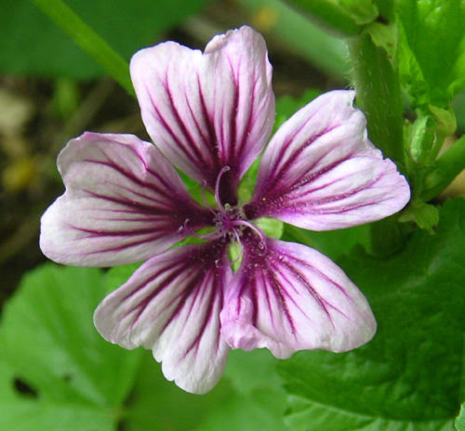 20 ZEBRA MALLOW Malva Sylvestris Var. Zebrina Flower Seeds - Etsy