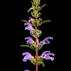 50 Purple False Dragon DRAGONS HEAD Obedient Plant Dracocephalum Flower ...