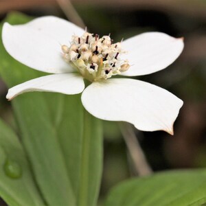 15 WESTERN BUNCHBERRY Alaskan Dogwood Canadian Cornus Unalaschkensis ...