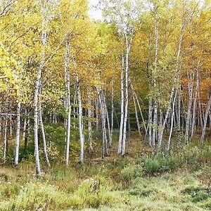 100 WHITE Japanese BIRCH TREE Betula Platyphylla Japonica Seeds - Etsy